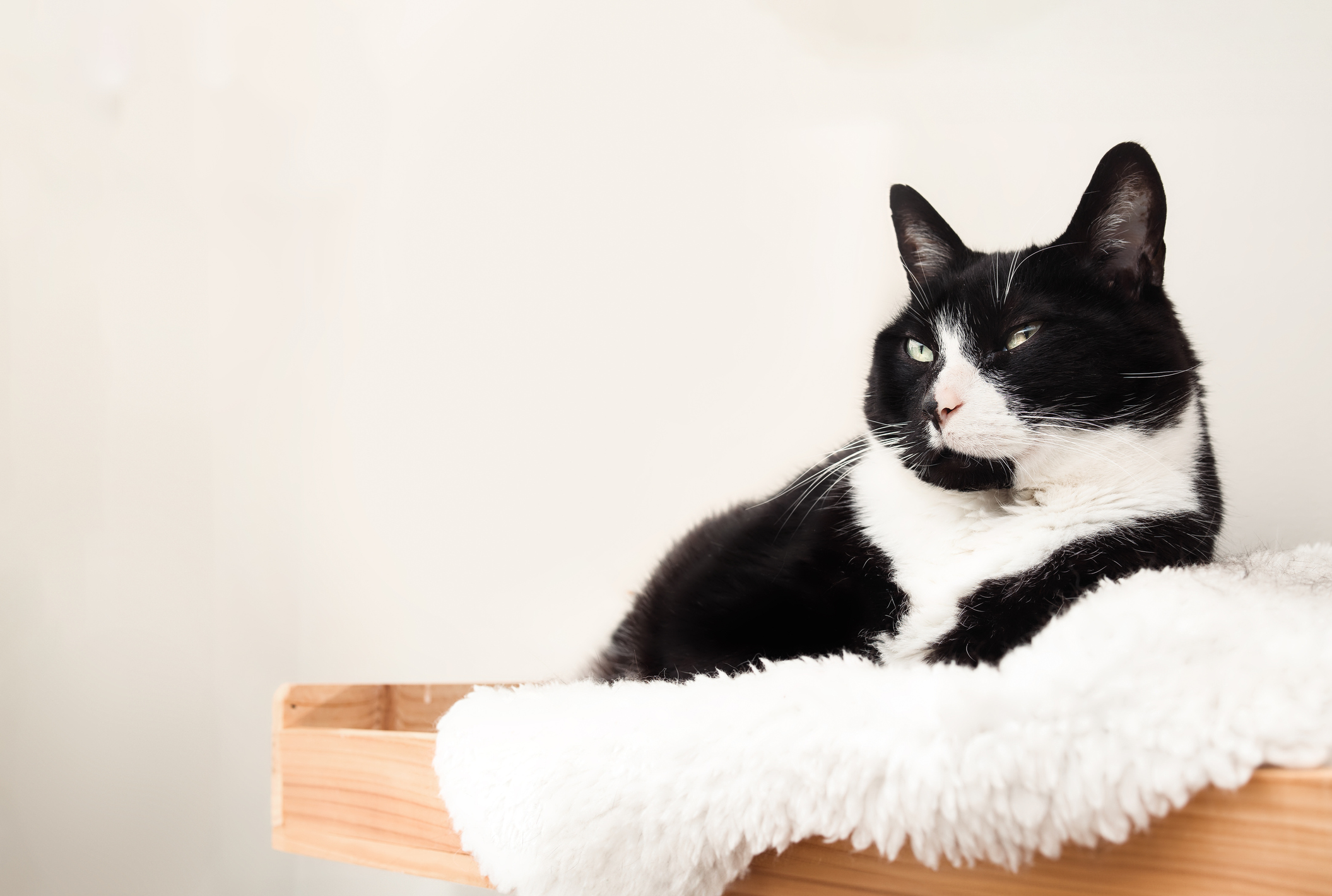 How to Make a DIY Cat Tree: A Step-by-Step Guide – kat kave