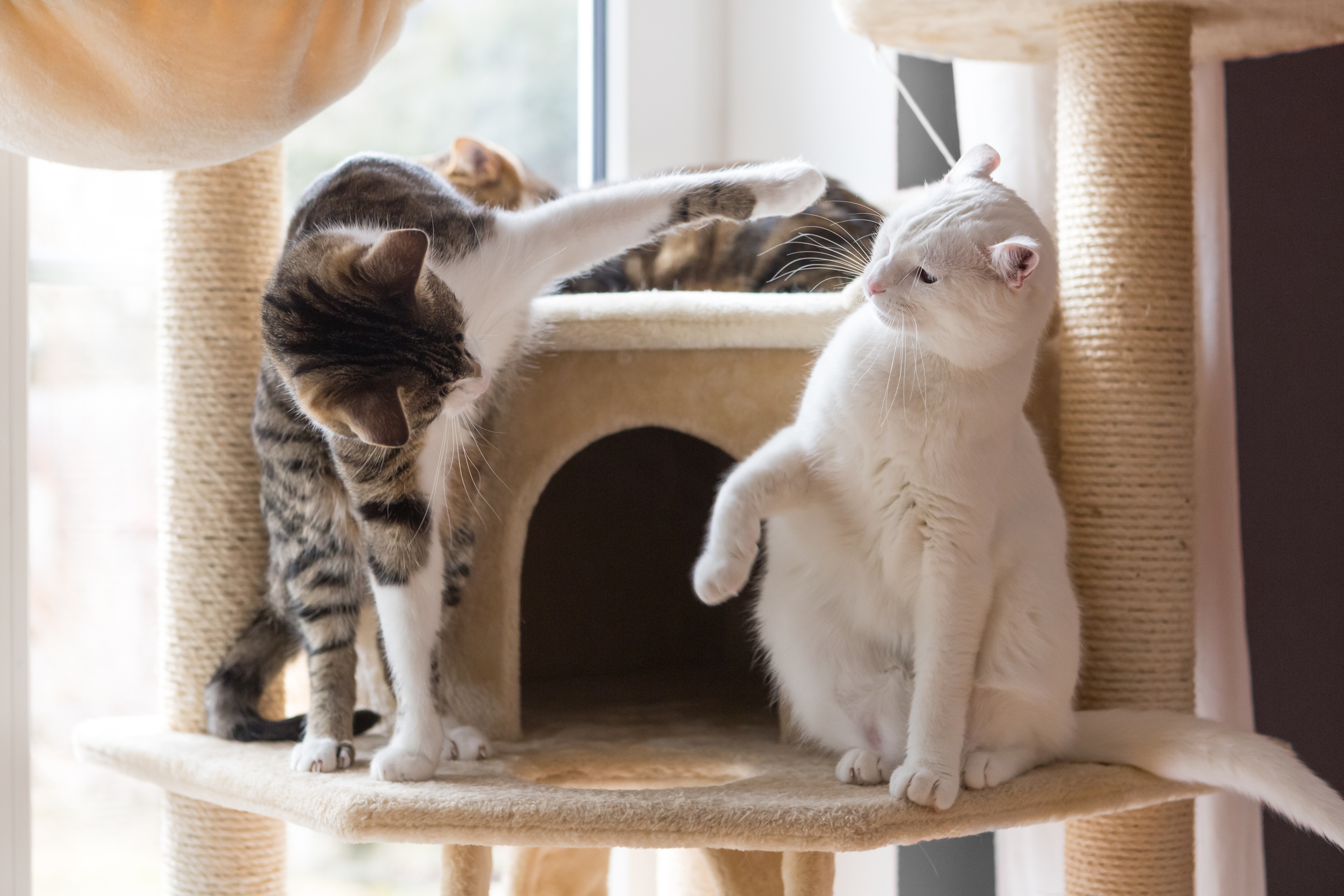 Cracking the Cat Code: Understanding Your Feline’s Language – kat kave